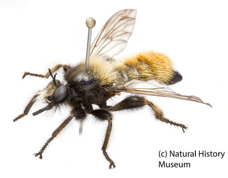 Erica McAlister – entomologist (#103) – Words on Wonder